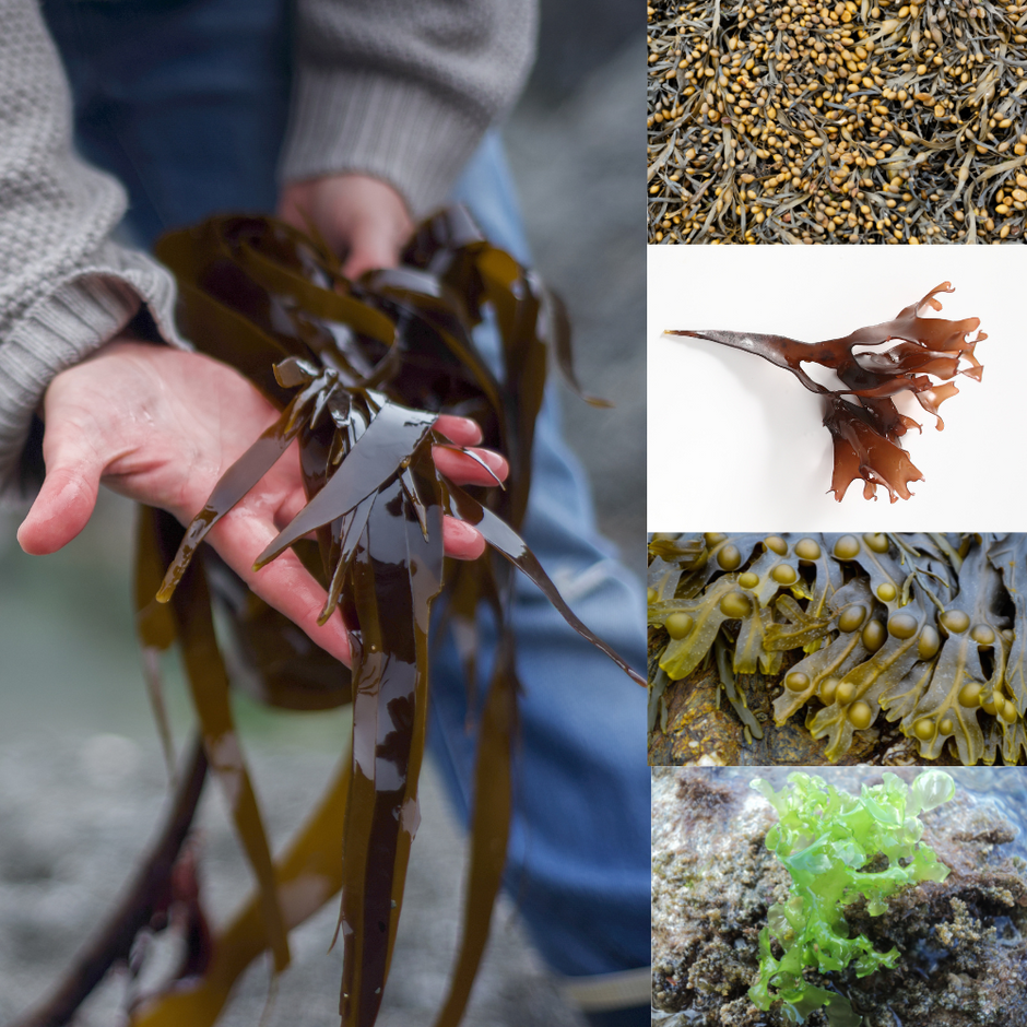 SeaAloe - Liquid Whole Food Supplement | Energy, Immunity & Thyroid ...