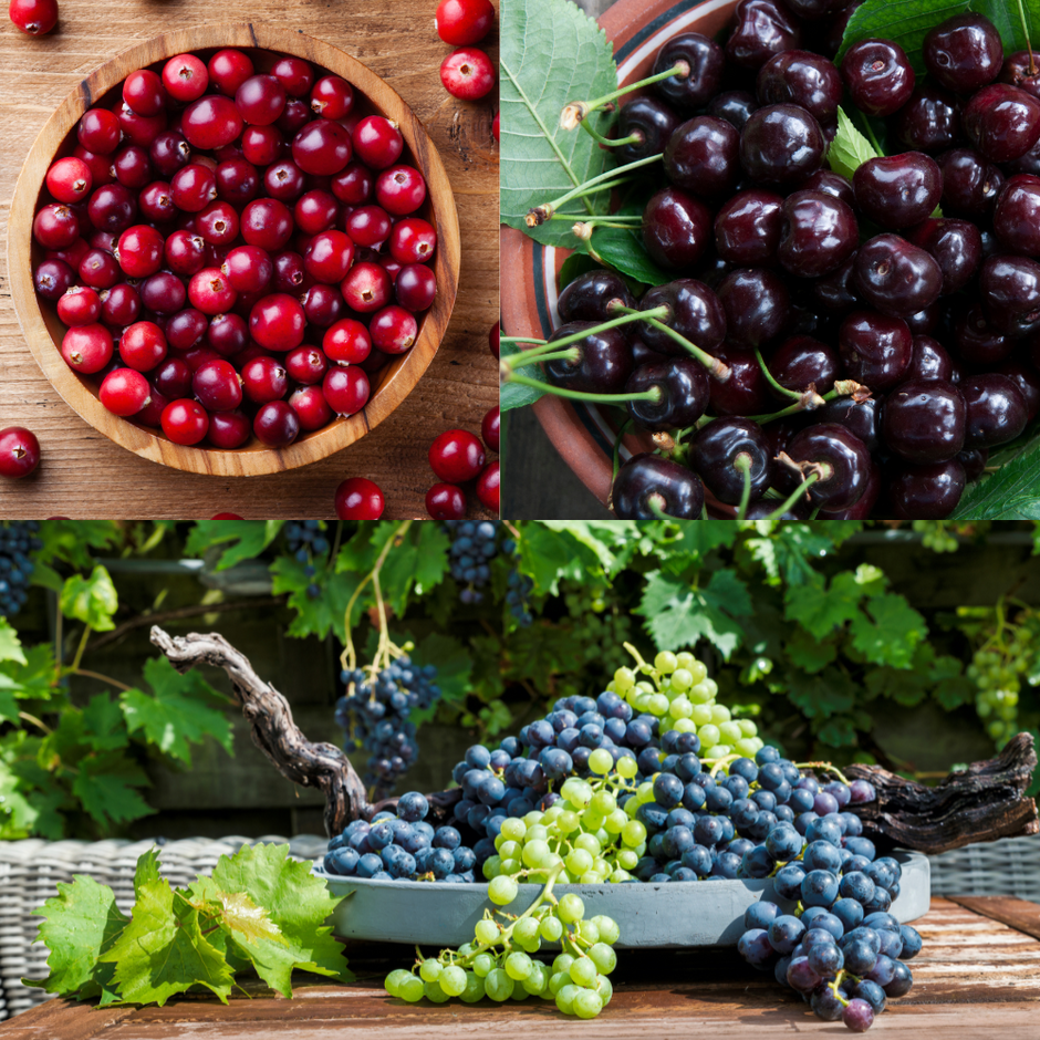 SeaAloe - Liquid Whole Food Supplement | Energy, Immunity & Thyroid ...