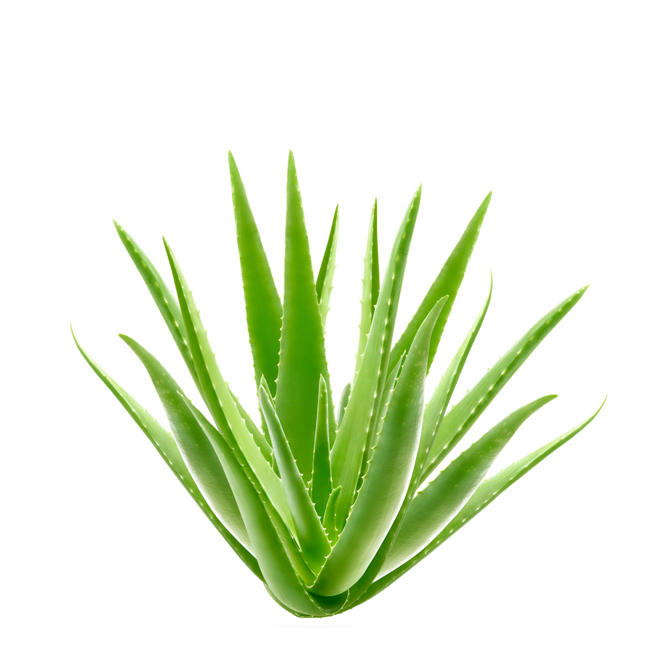 SeaAloe - Liquid Whole Food Supplement | Energy, Immunity & Thyroid ...